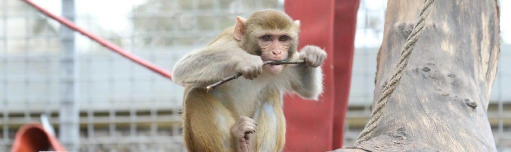 Wales Ape and Monkey Sanctuary, Abercrave, South Wales